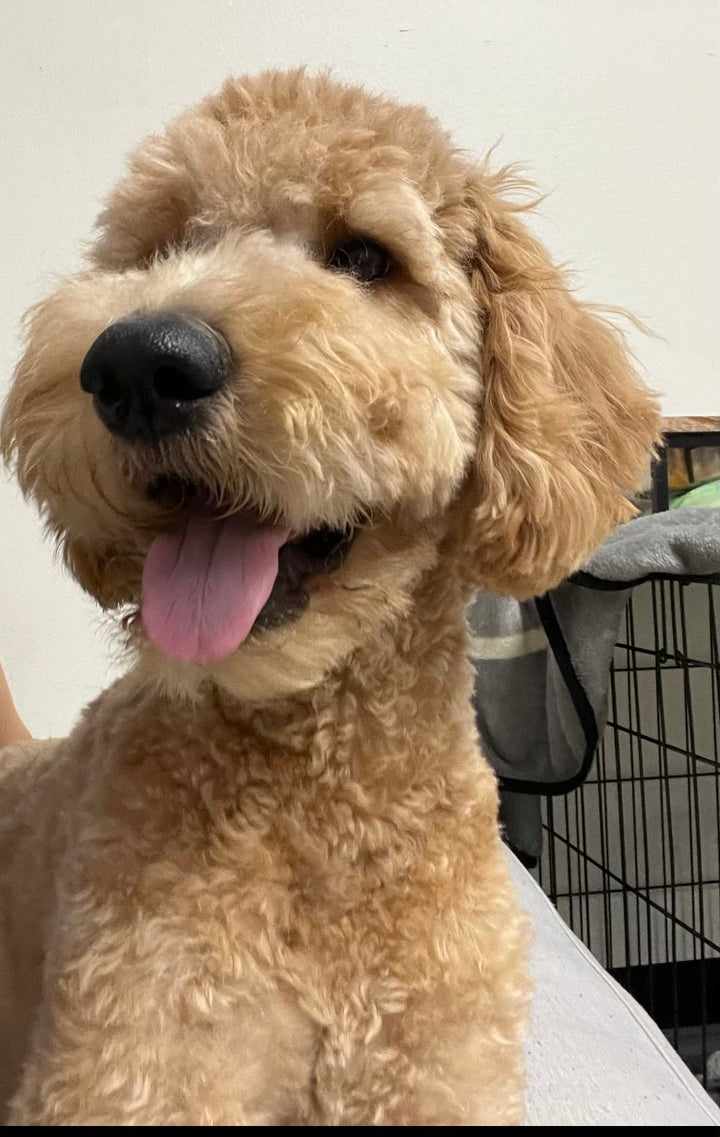 The Faces Of Doodle Heads