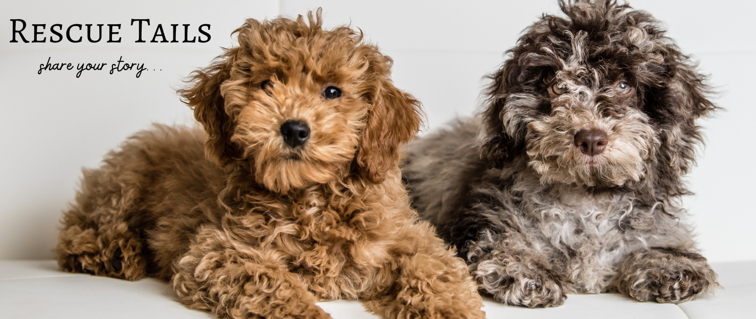 The Faces Of Doodle Heads